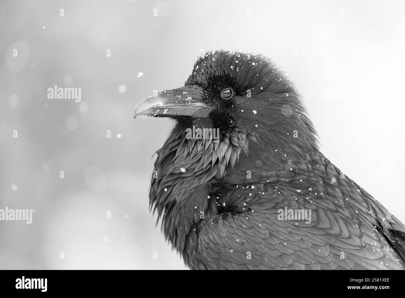 Portrait snow white Black and White Stock Photos & Images - Alamy