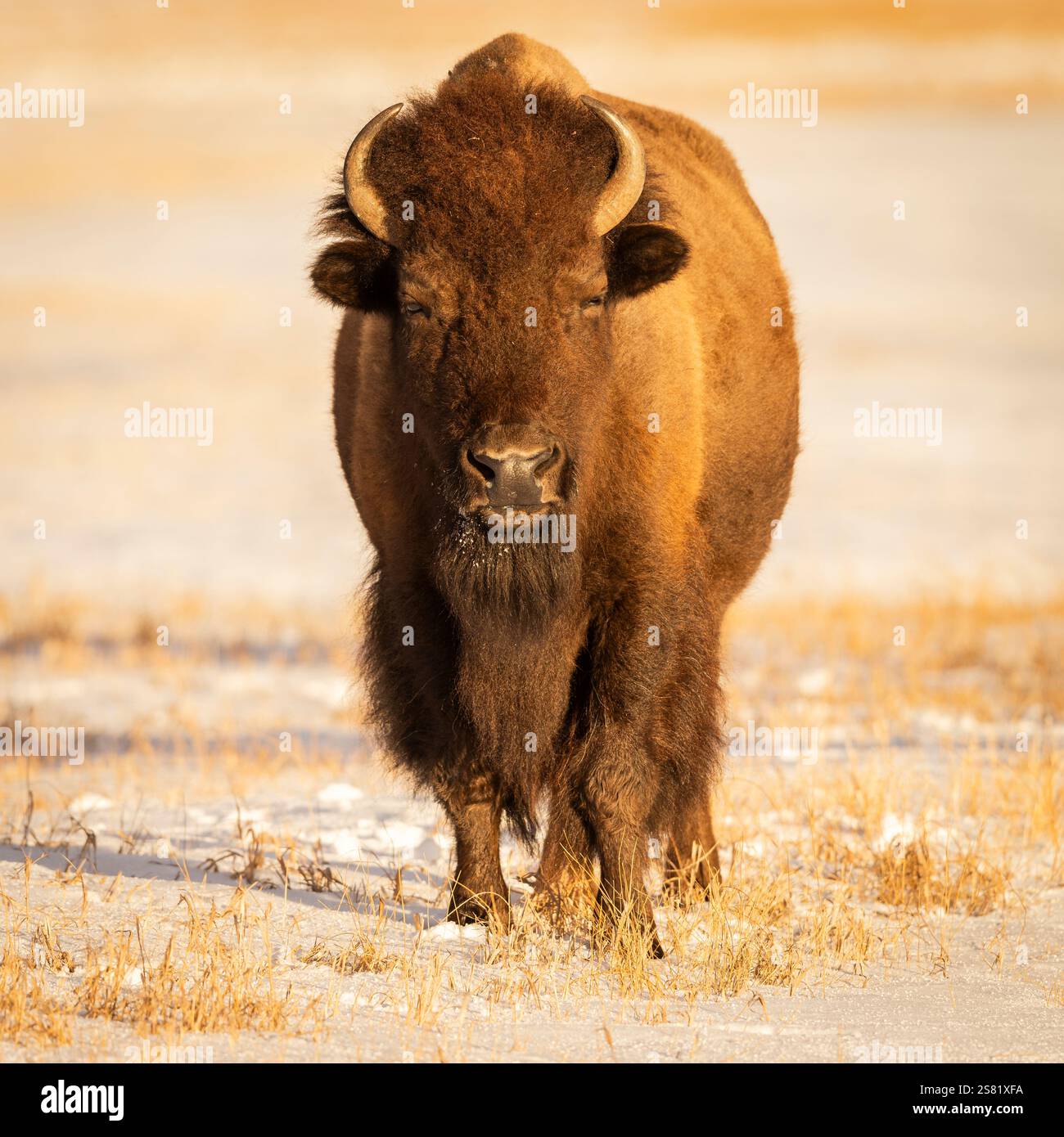 Wildlife light park hi-res stock photography and images - Alamy