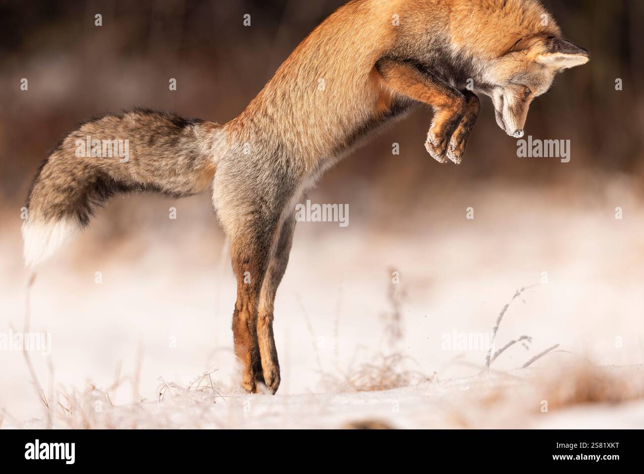 Red Fox in mid leap as it searches for food Stock Photo - Alamy