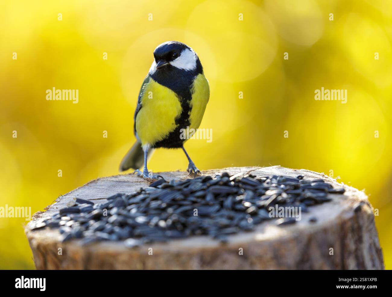 Little bird feeding on a bird feeder with sunflower seeds. Great tit ...