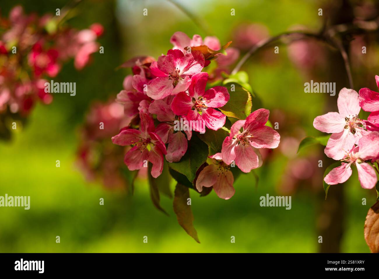 Apple Malus Rudolph tree, with dark pink blossoms in the blurred bokeh ...