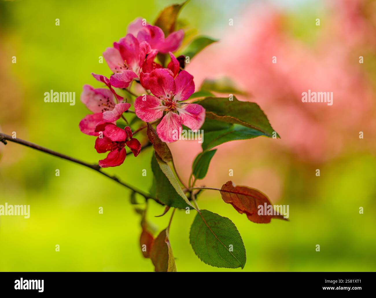 Apple Malus Rudolph tree, with dark pink blossoms in the blurred bokeh ...