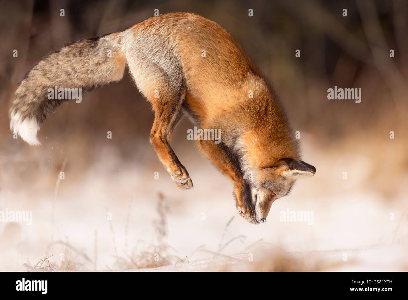 Red Fox in mid leap as it searches for food Stock Photo - Alamy