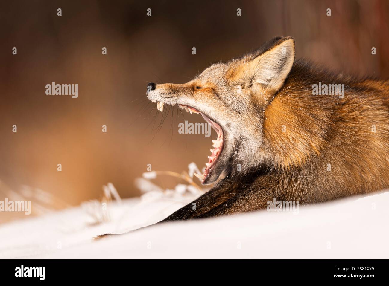 Close up yawning snow hi-res stock photography and images - Alamy