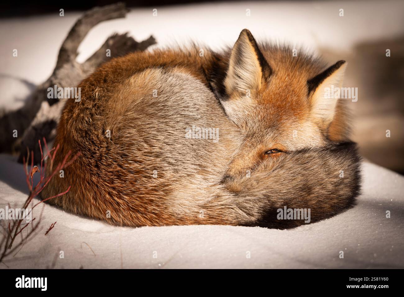 Sleepy Red Fox Stock Photo - Alamy