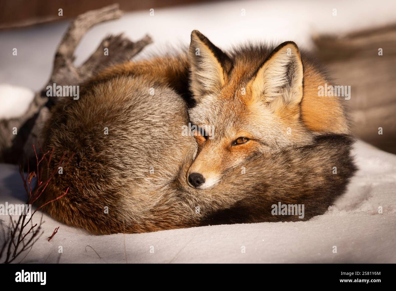 Sleepy Red Fox Stock Photo - Alamy