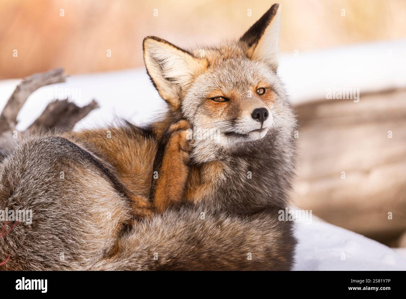 Beautiful Red Fox having a scratch Stock Photo - Alamy
