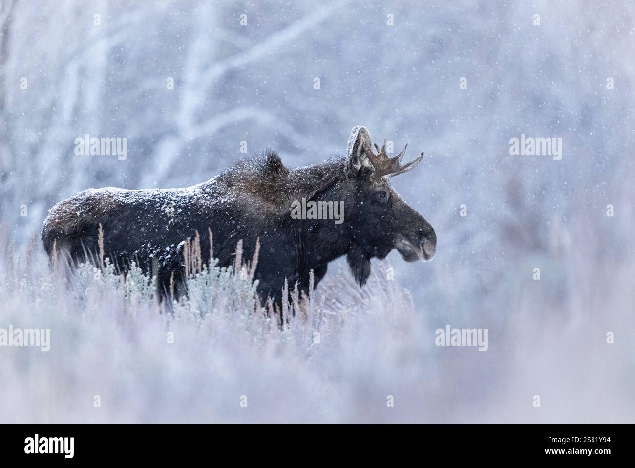Young bull Moose in light snow Stock Photo - Alamy