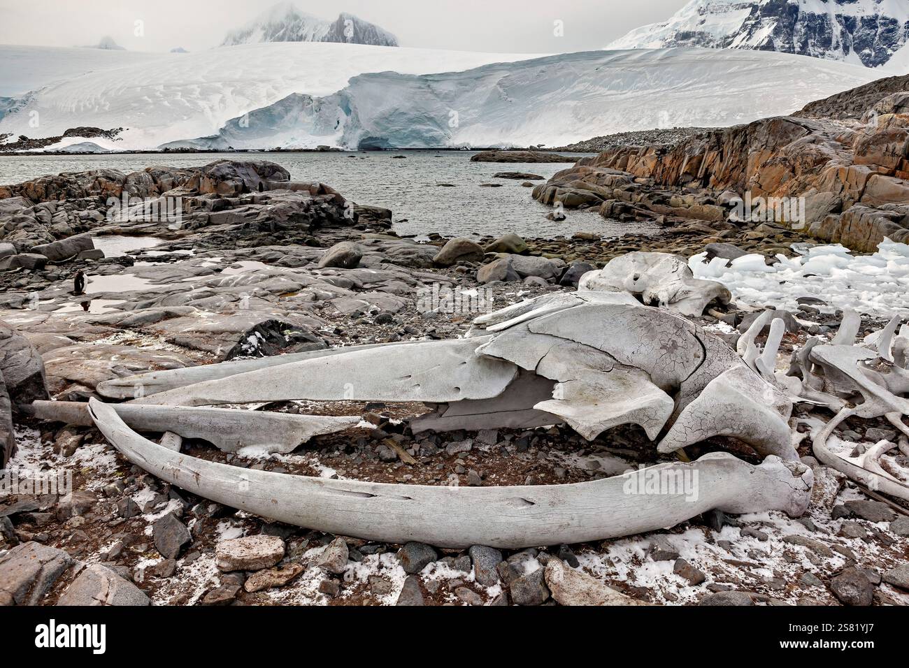 Antarctica bone hi-res stock photography and images - Alamy