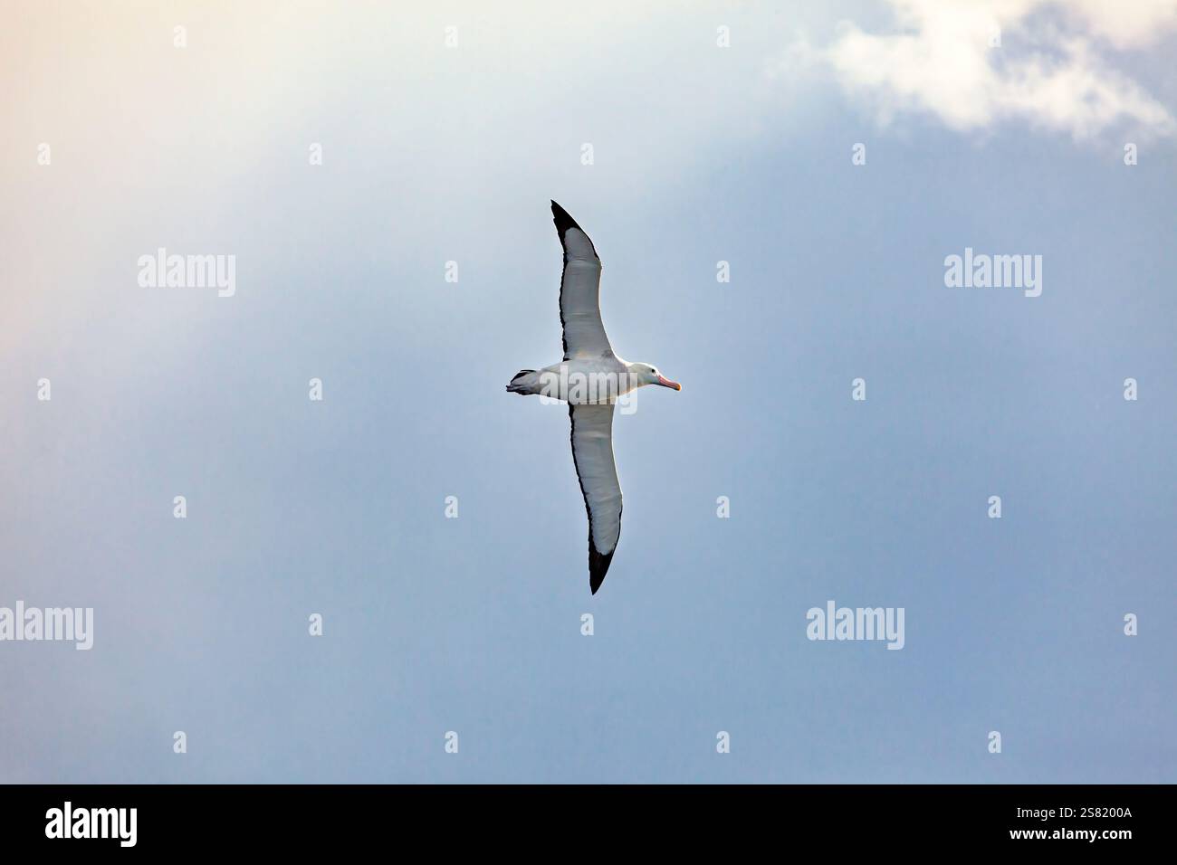 Antarctica antarctic albatross hi-res stock photography and images - Alamy