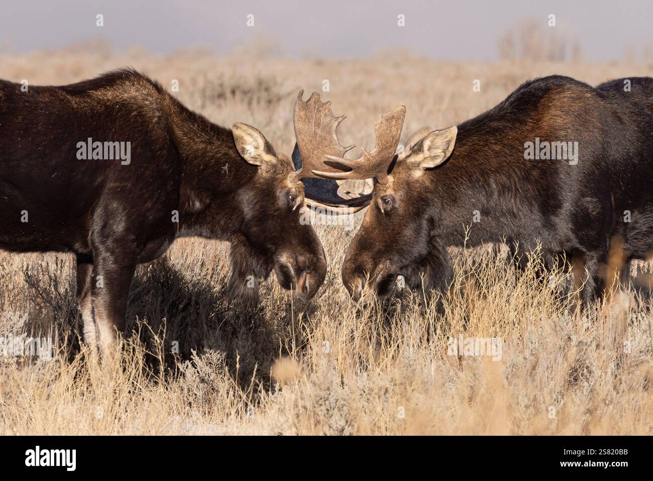 Bull moose fighting grand teton hi-res stock photography and images - Alamy