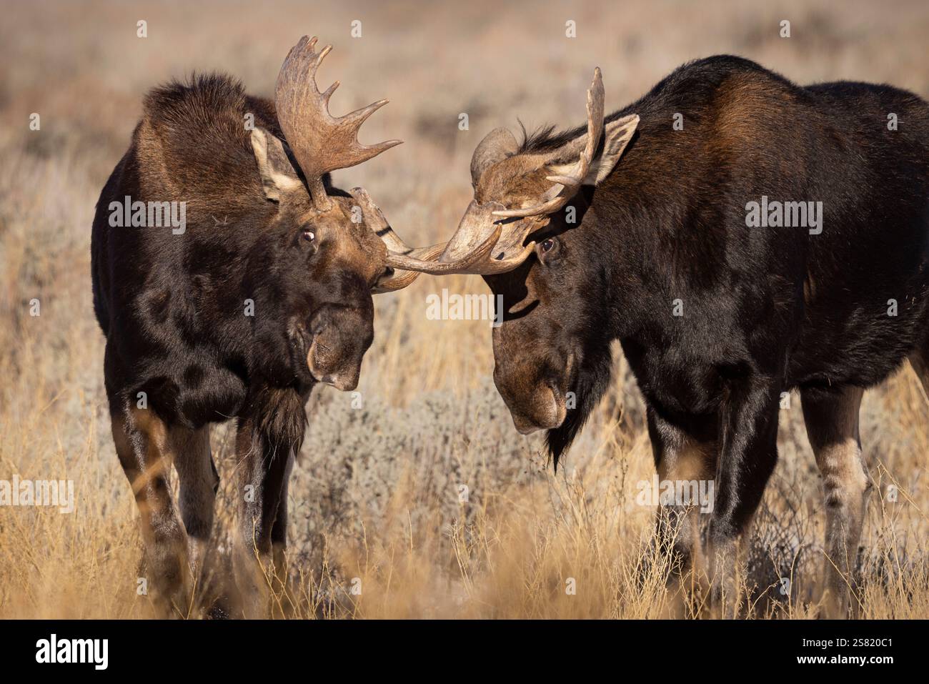 Bull moose pair fighting grand hi-res stock photography and images - Alamy