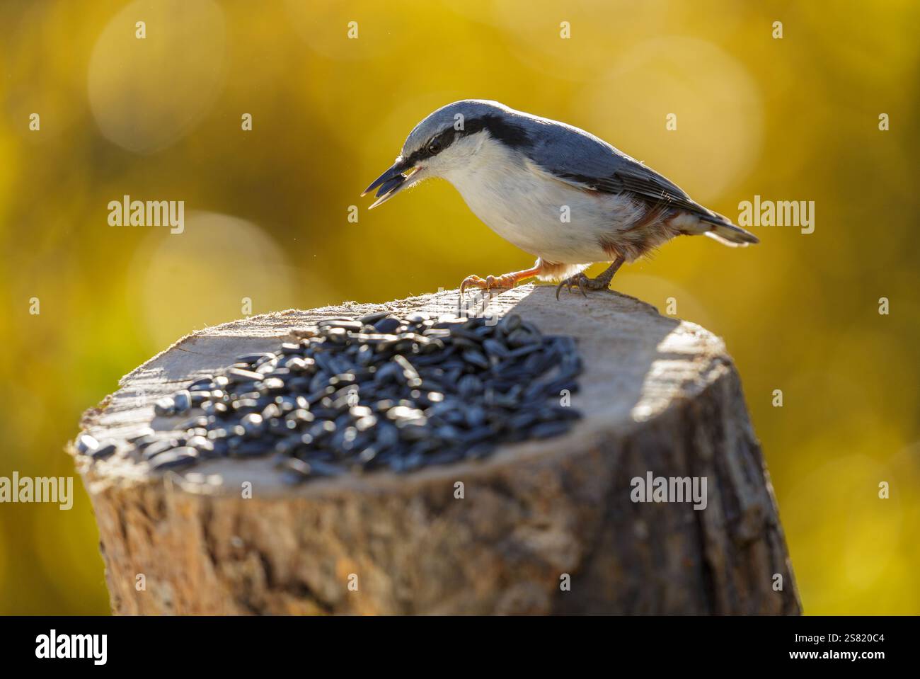 Little bird feeding on bird feeder with sunflower seeds. Nuthatch Stock ...