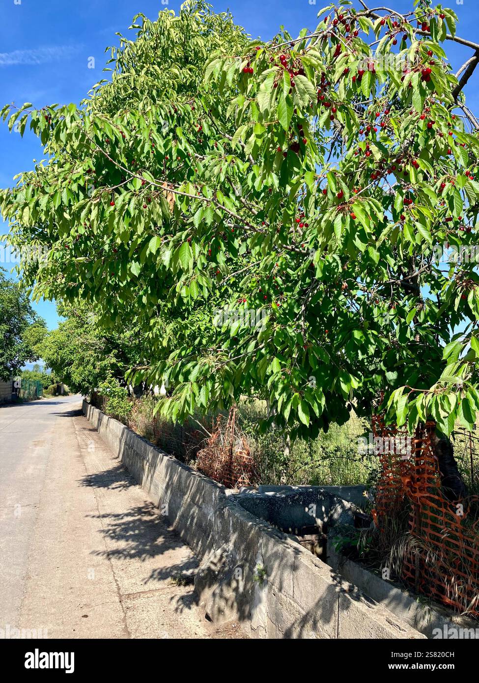 Cherry Tree in Spain on the Camino Frances, Camino de Santiago Stock ...