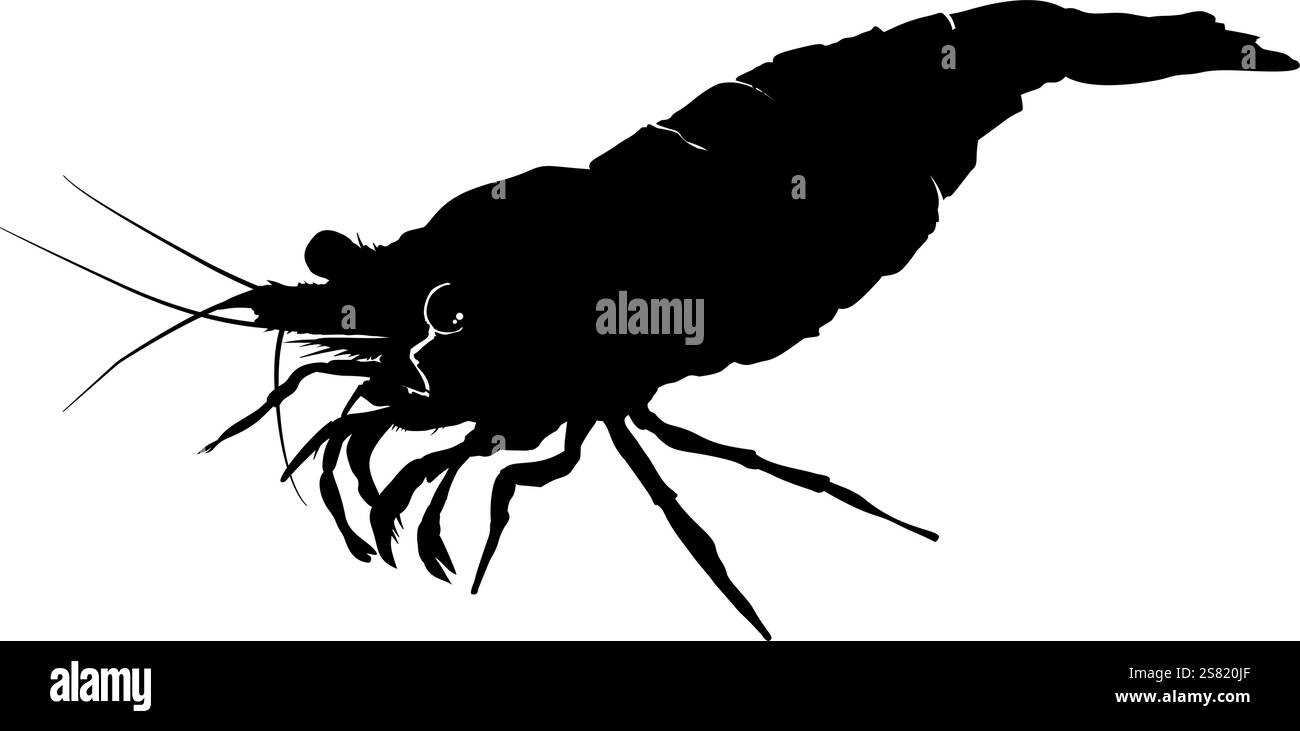 shrimp silhouette, side view Stock Vector Image & Art - Alamy