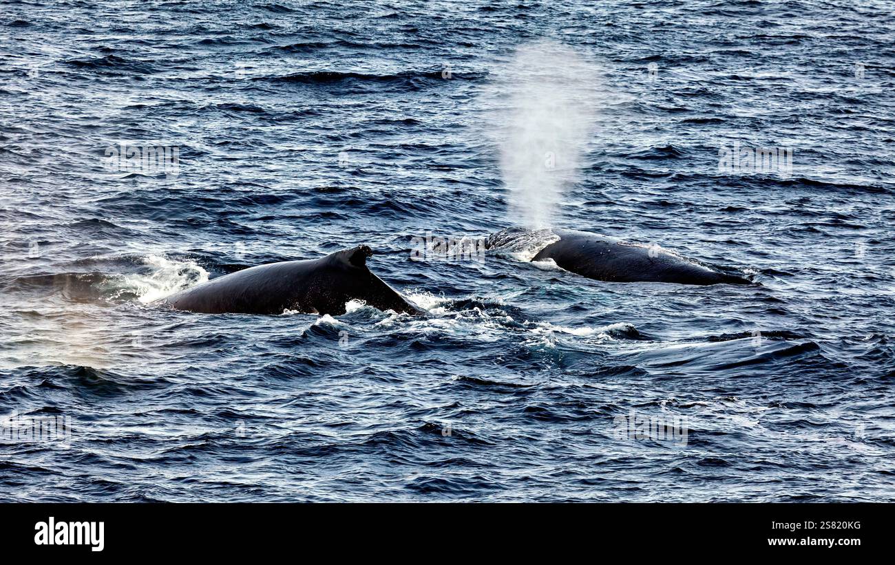 Whale Watching of Humpback whales in the Antarctic area Stock Photo - Alamy