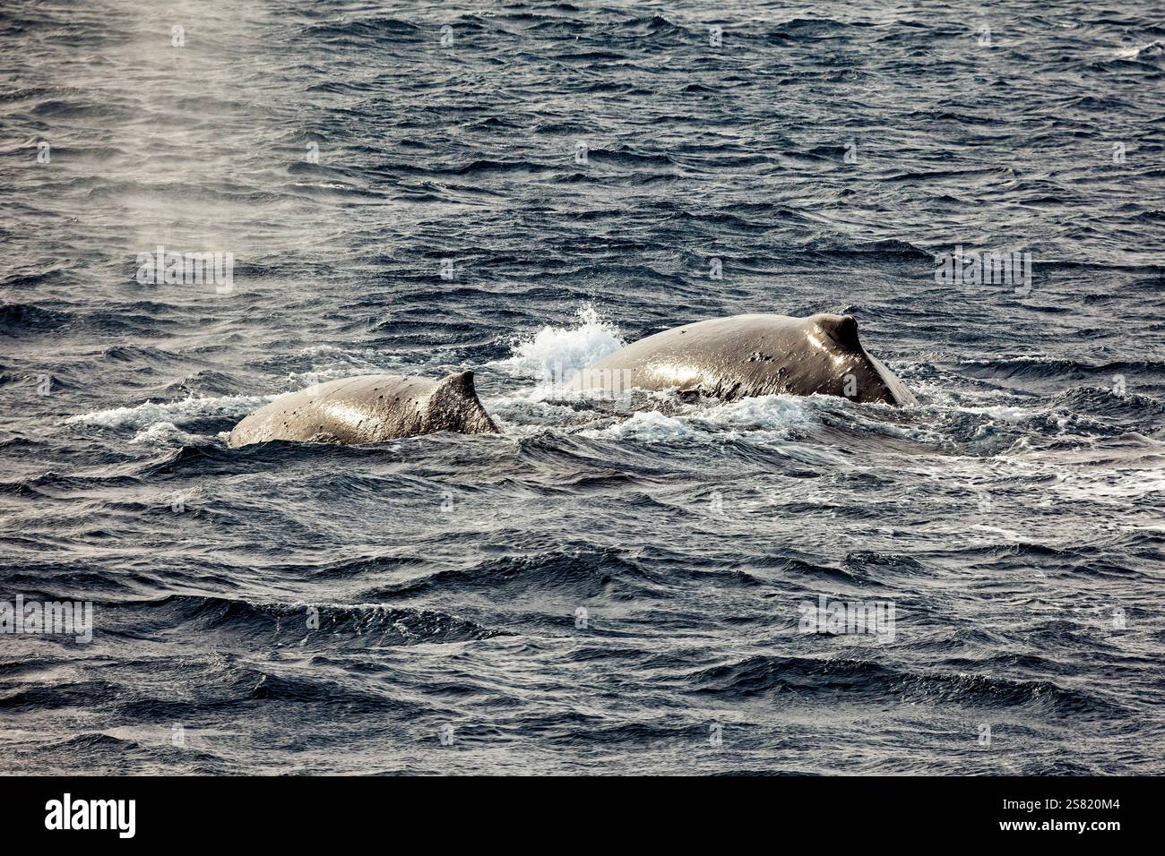 Whale Watching of Humpback whales in the Antarctic area Stock Photo - Alamy