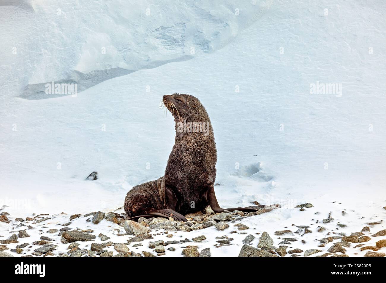 The wild seals of Antarctica Stock Photo - Alamy