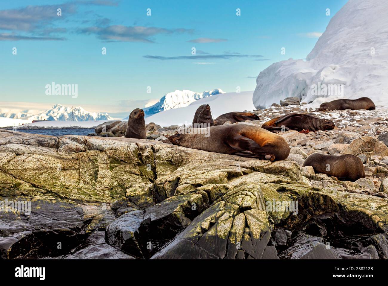 The wild seals of Antarctica Stock Photo - Alamy