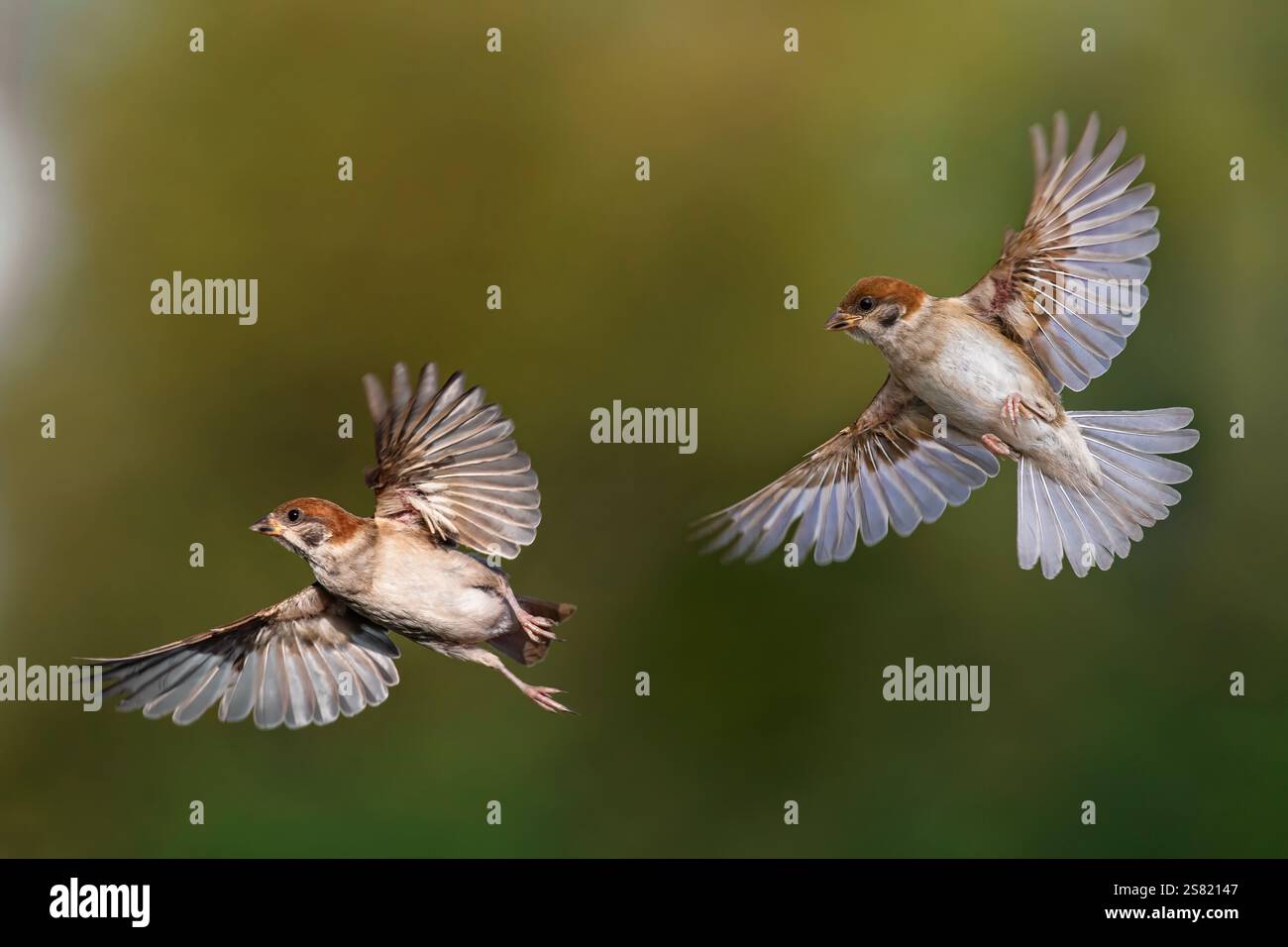 a pair of birds baby sparrows fly in a spring garden with their ...