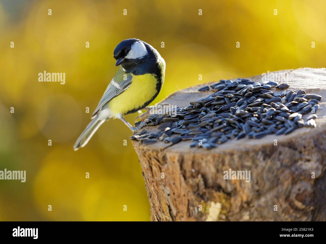 Little bird feeding on a bird feeder with sunflower seeds. Great tit ...
