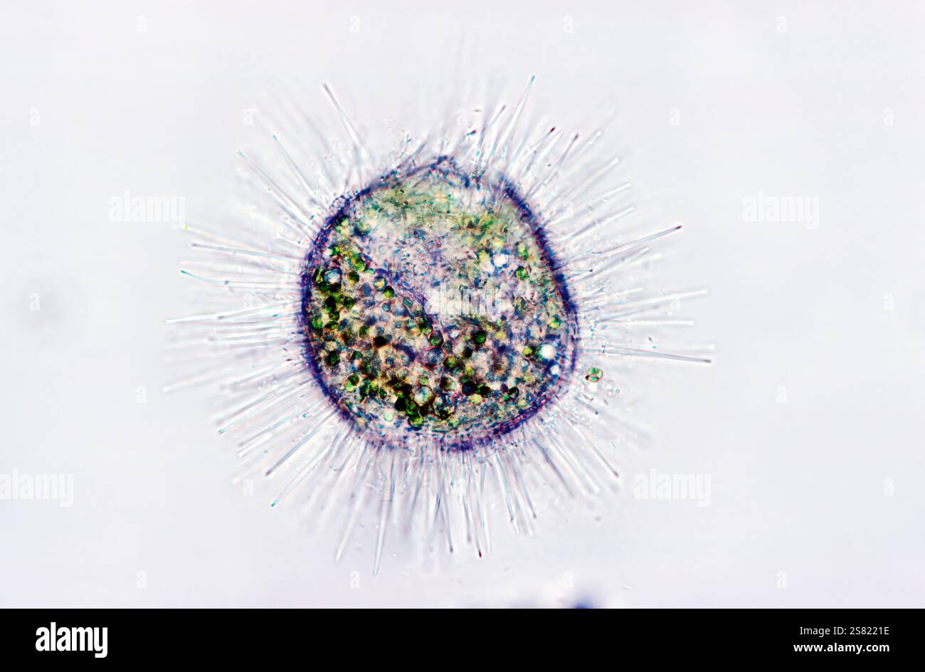 Acanthocystis turfacea, commonly known as the 'Green Sun Animalcule,' a ...