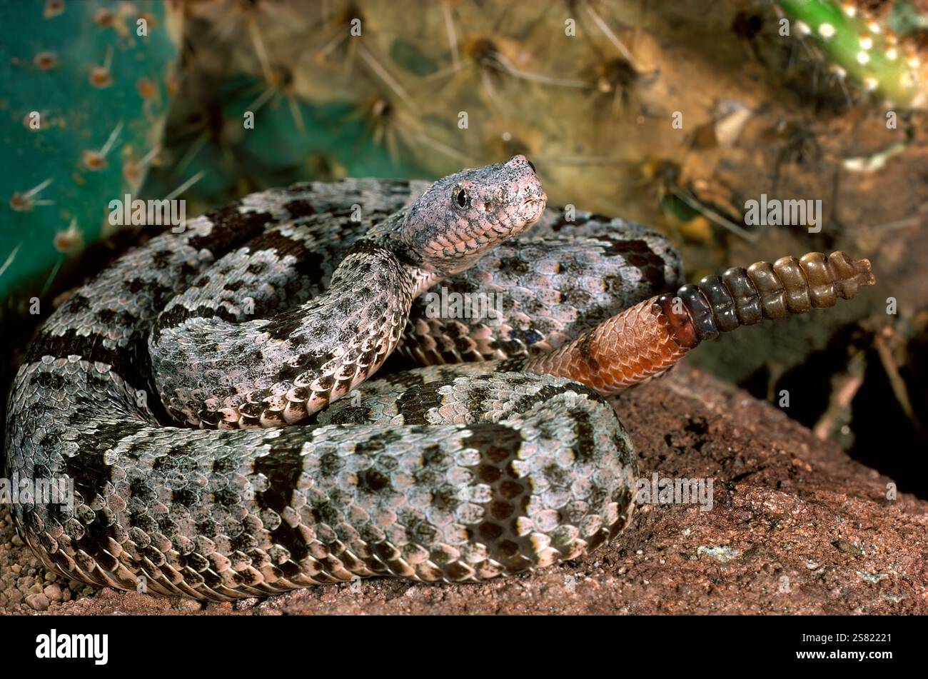 Banded rock rattlesnake (Crotalus lepidus), a venomous pit viper ...