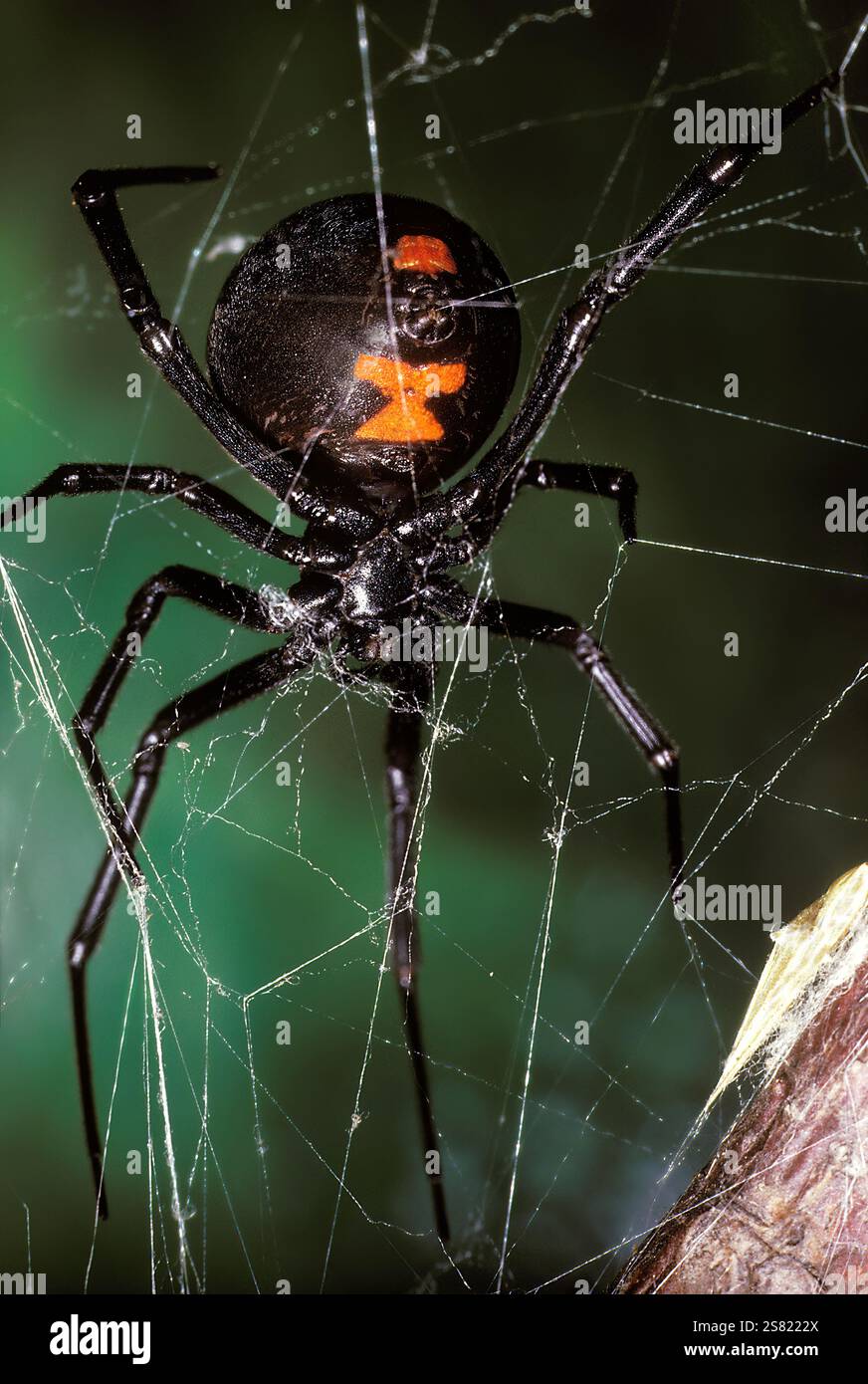 Red hourglass marking hi-res stock photography and images - Alamy