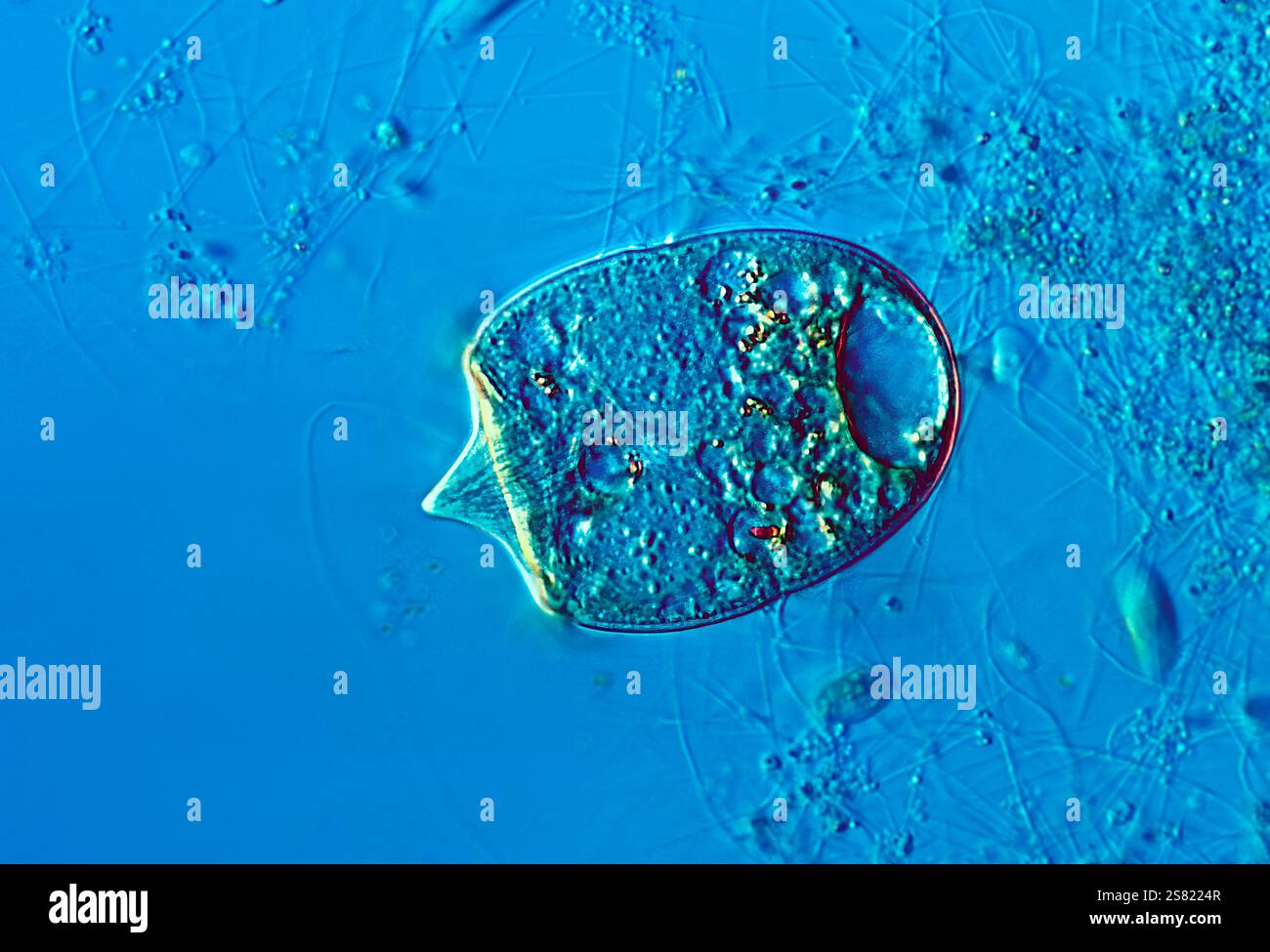 Protozoan behavior hi-res stock photography and images - Alamy