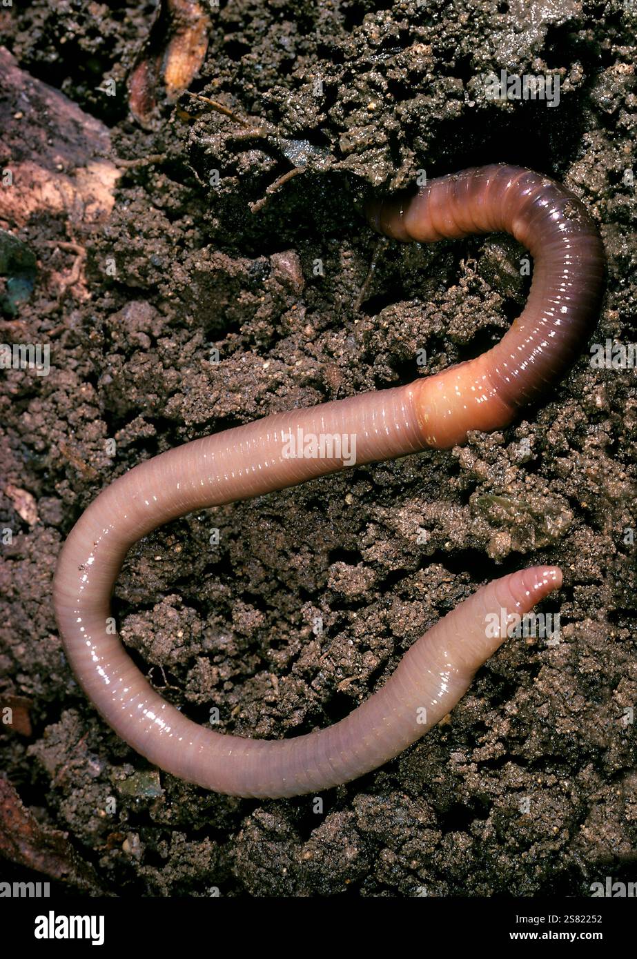 Earthworm (Lumbricus terrestris Stock Photo - Alamy