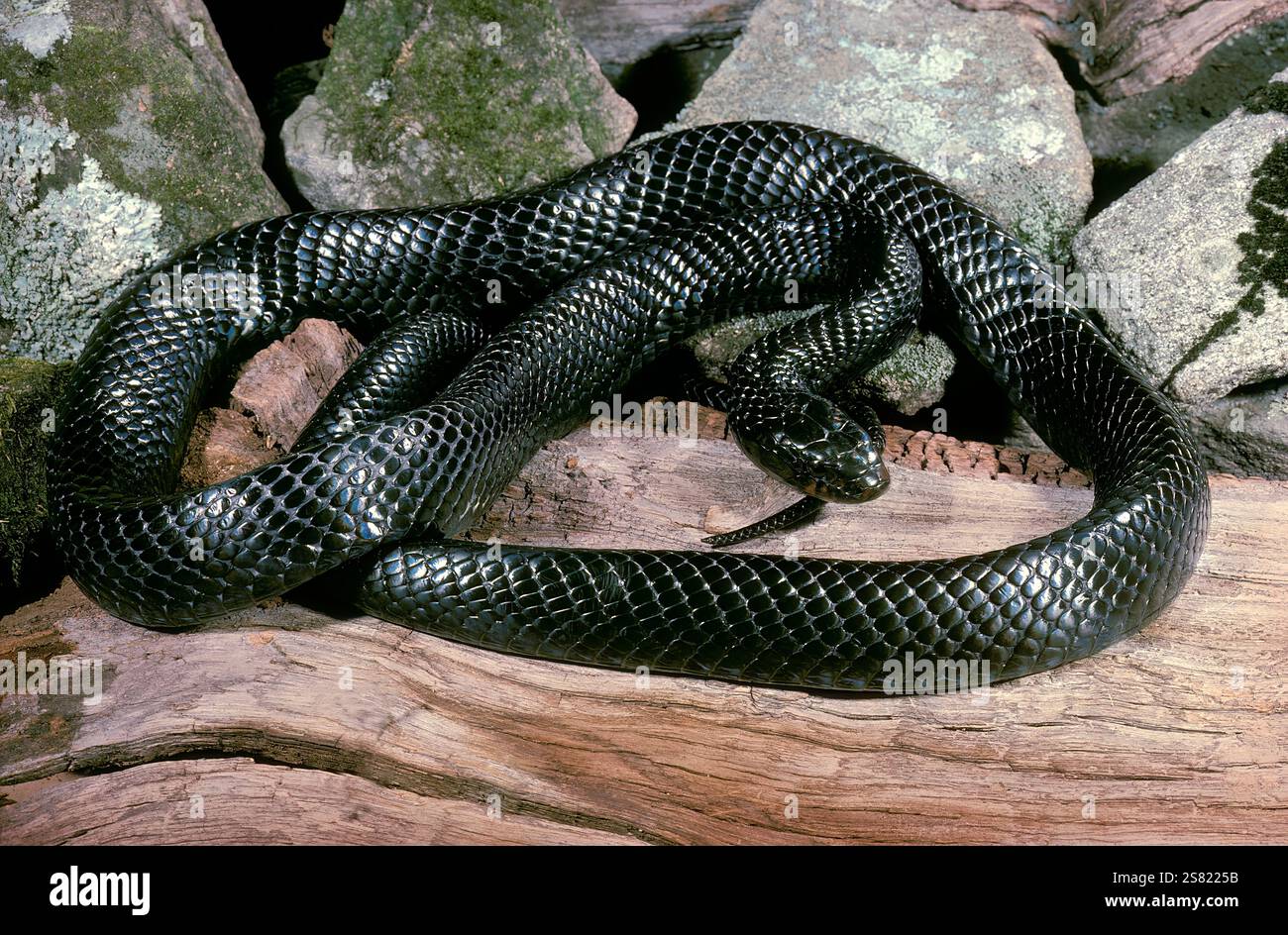 Blue gopher snake hi-res stock photography and images - Alamy