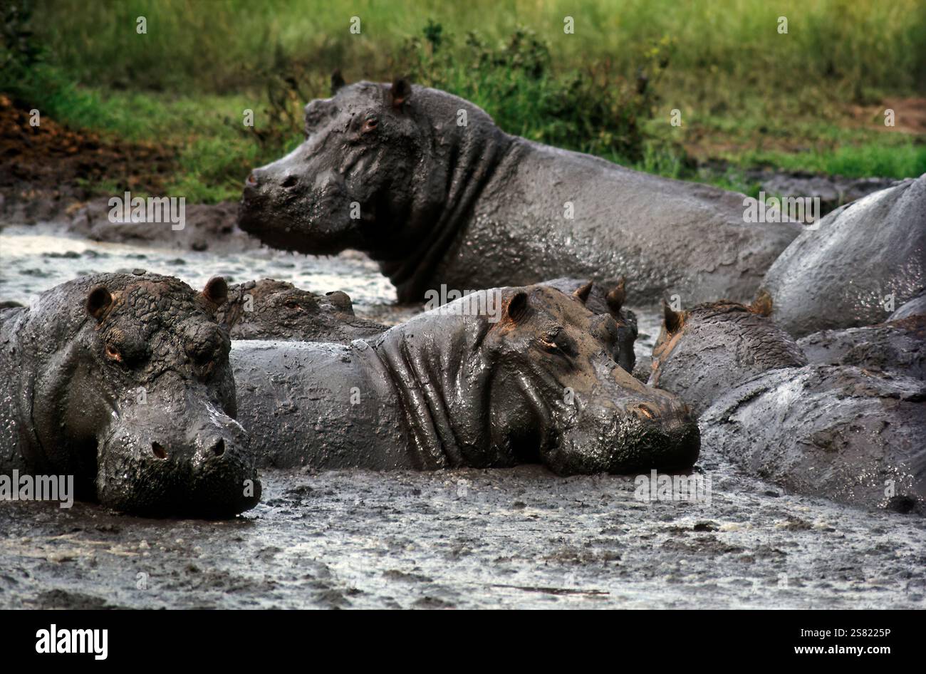 Hippopotamuses (Hippopotamus amphibius), also known as 'water horses ...