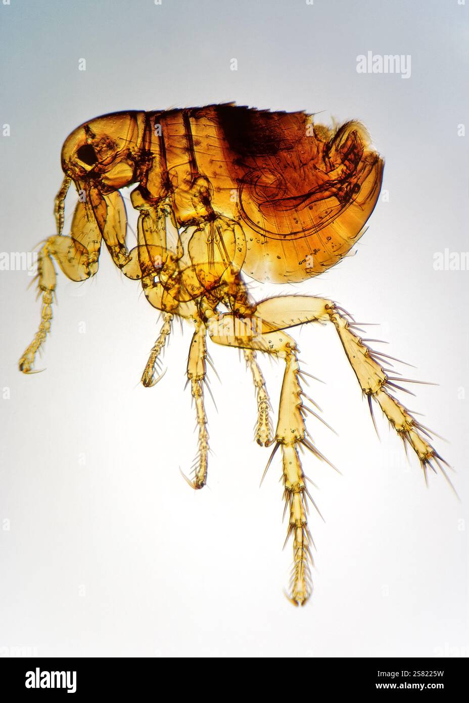Human flea (Pulex irritans), a parasitic insect known for its laterally ...