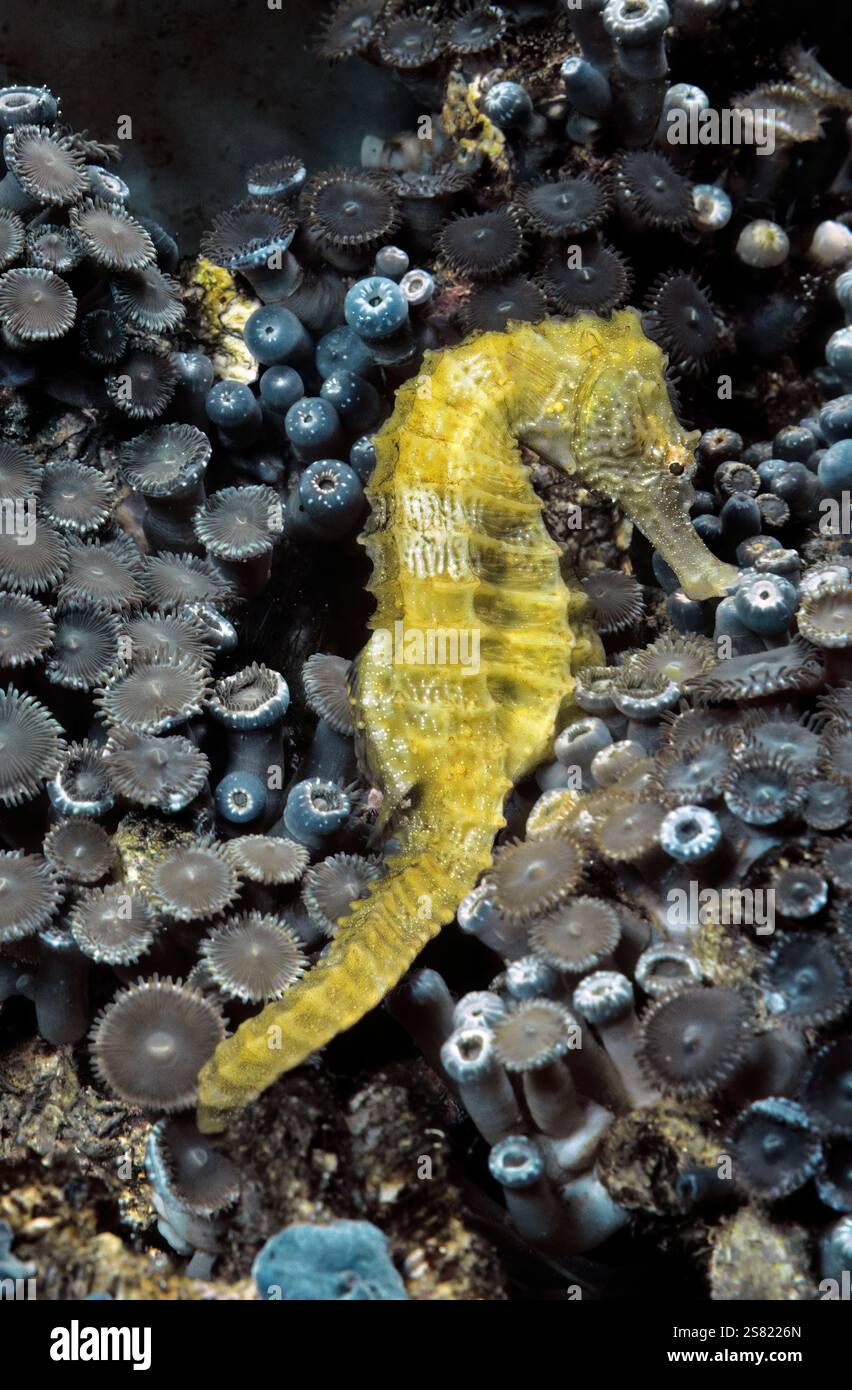 Lined seahorse (Hippocampus erectus) AKA: Northern seahorse or Spotted ...