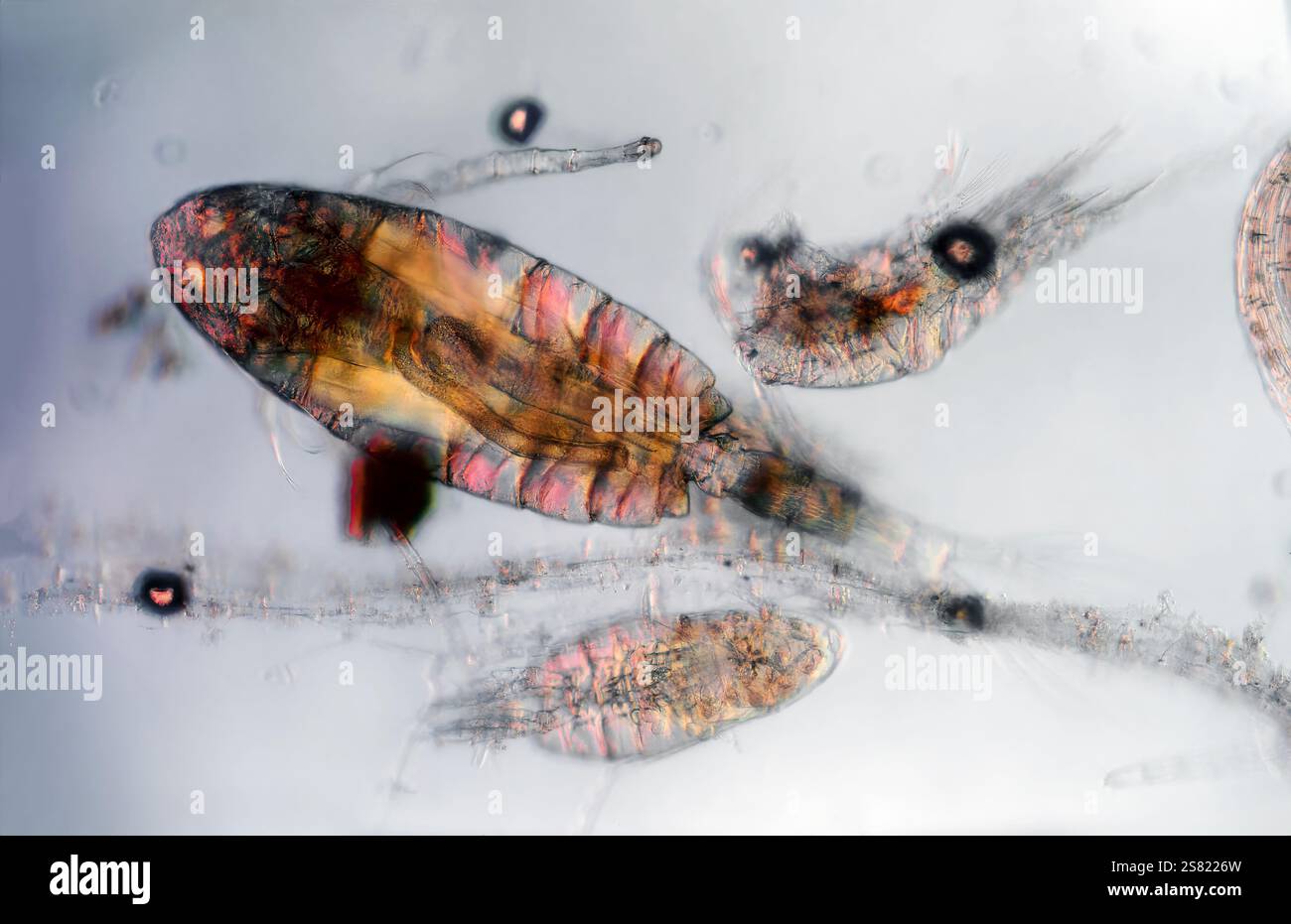 Marine zooplankton, featuring amphipods with segmented bodies and ...