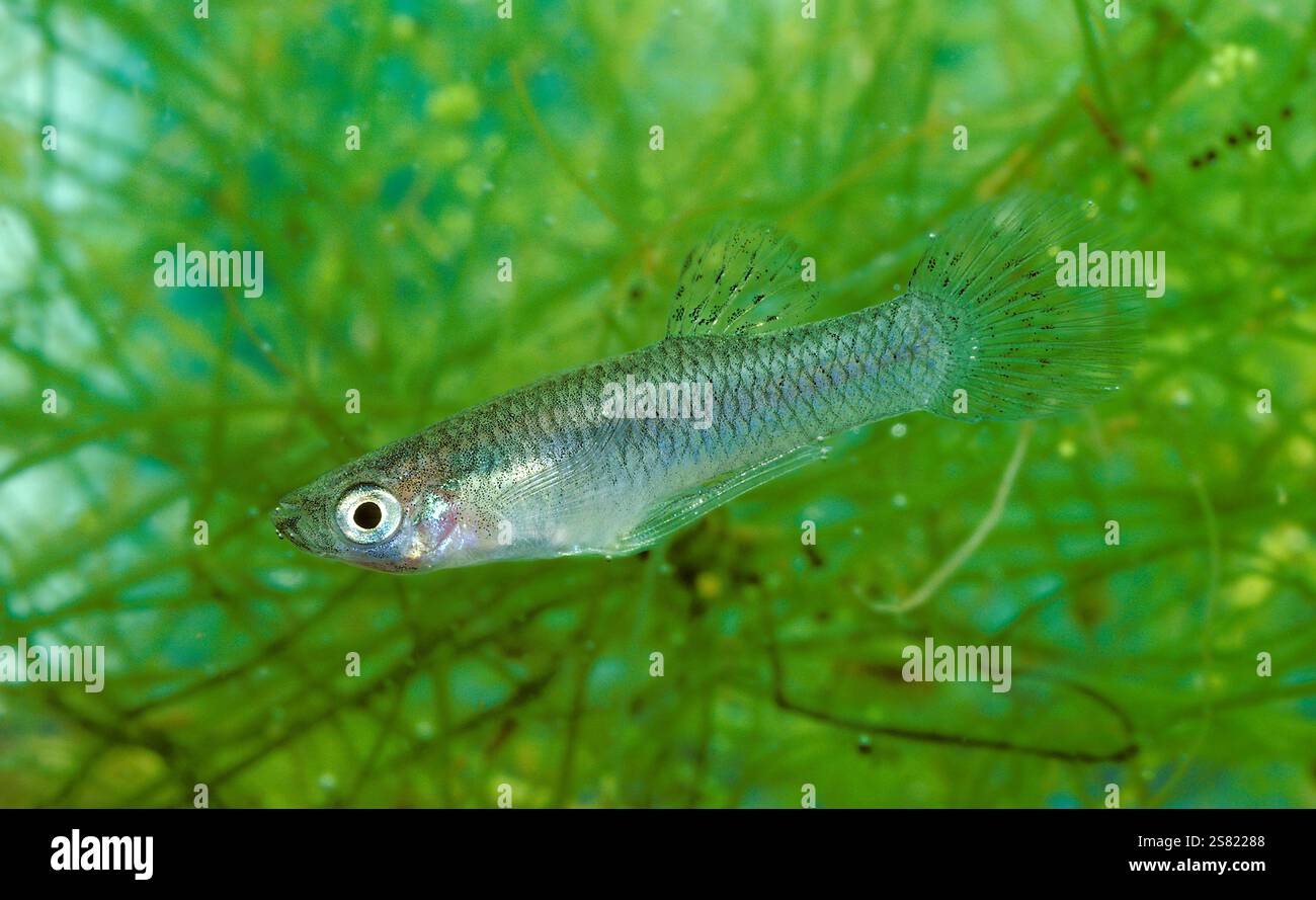 Mosquitofish (Gambusia affinis), a small freshwater fish known for its ...