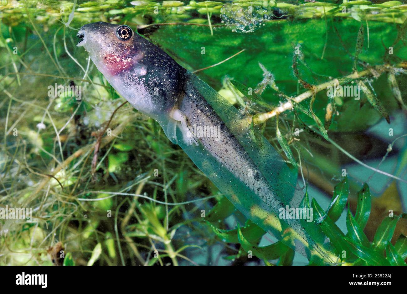 Two-legged tadpole of a wood frog (Lithobates sylvaticus), observed in ...