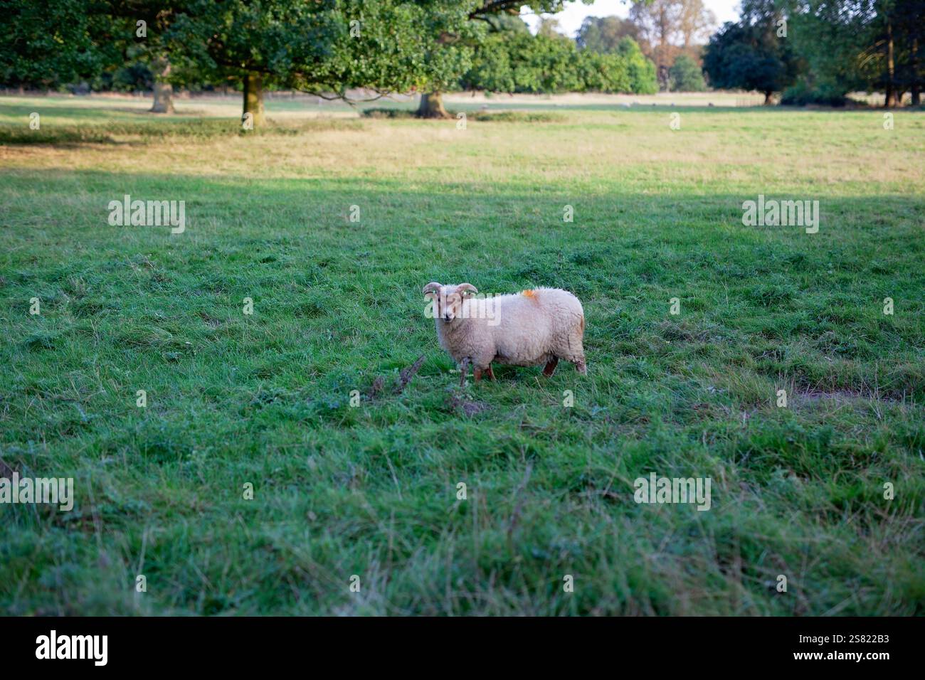 Sheep grazing peacefully on lush hi-res stock photography and images ...