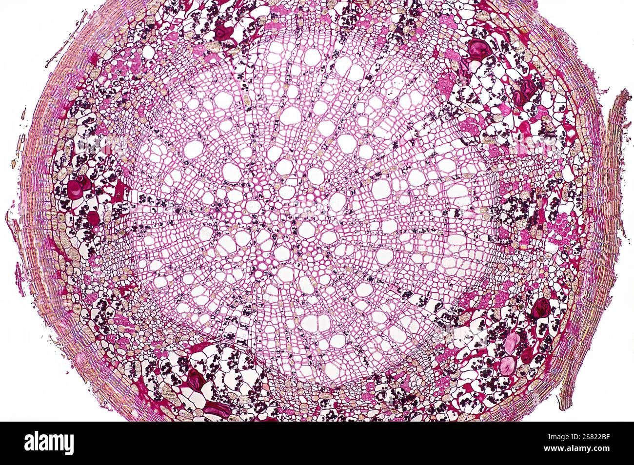Plant cell structure micrograph hi-res stock photography and images - Alamy