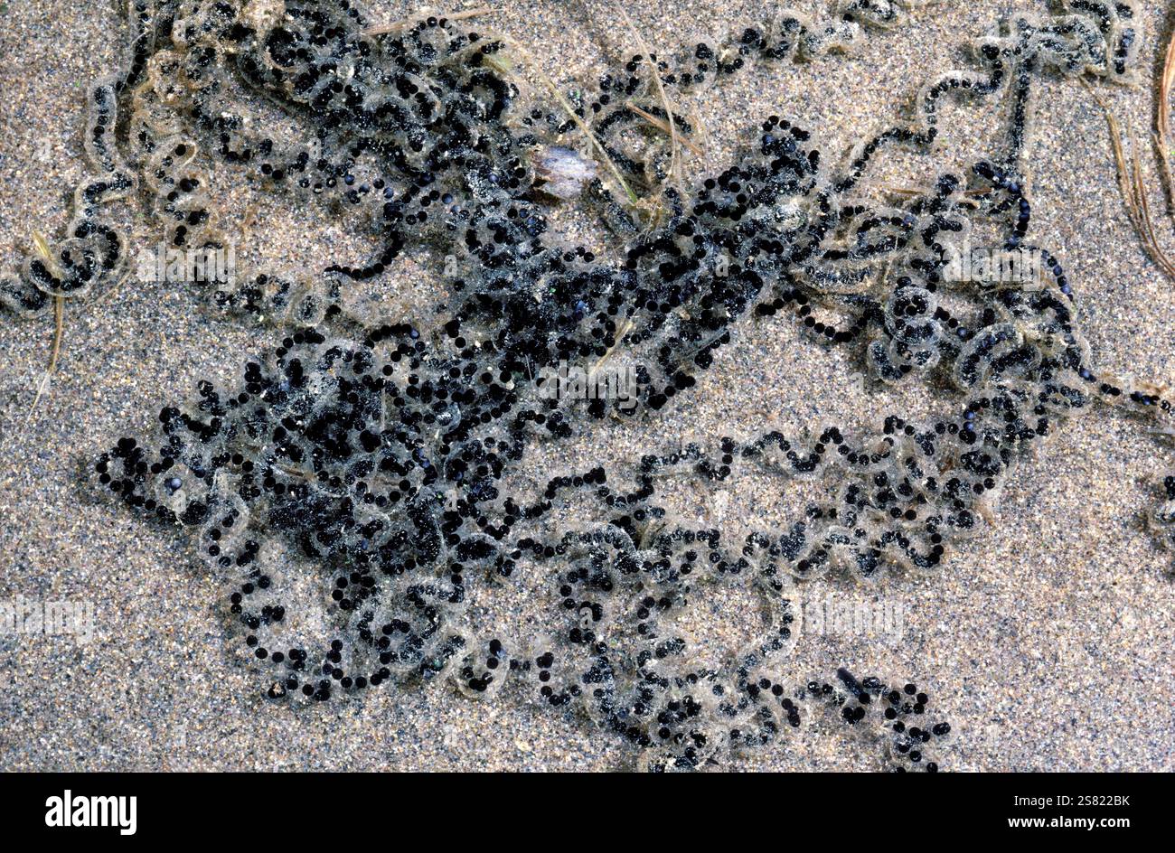 Egg strings of the American toad (Anaxyrus americanus), an amphibian ...