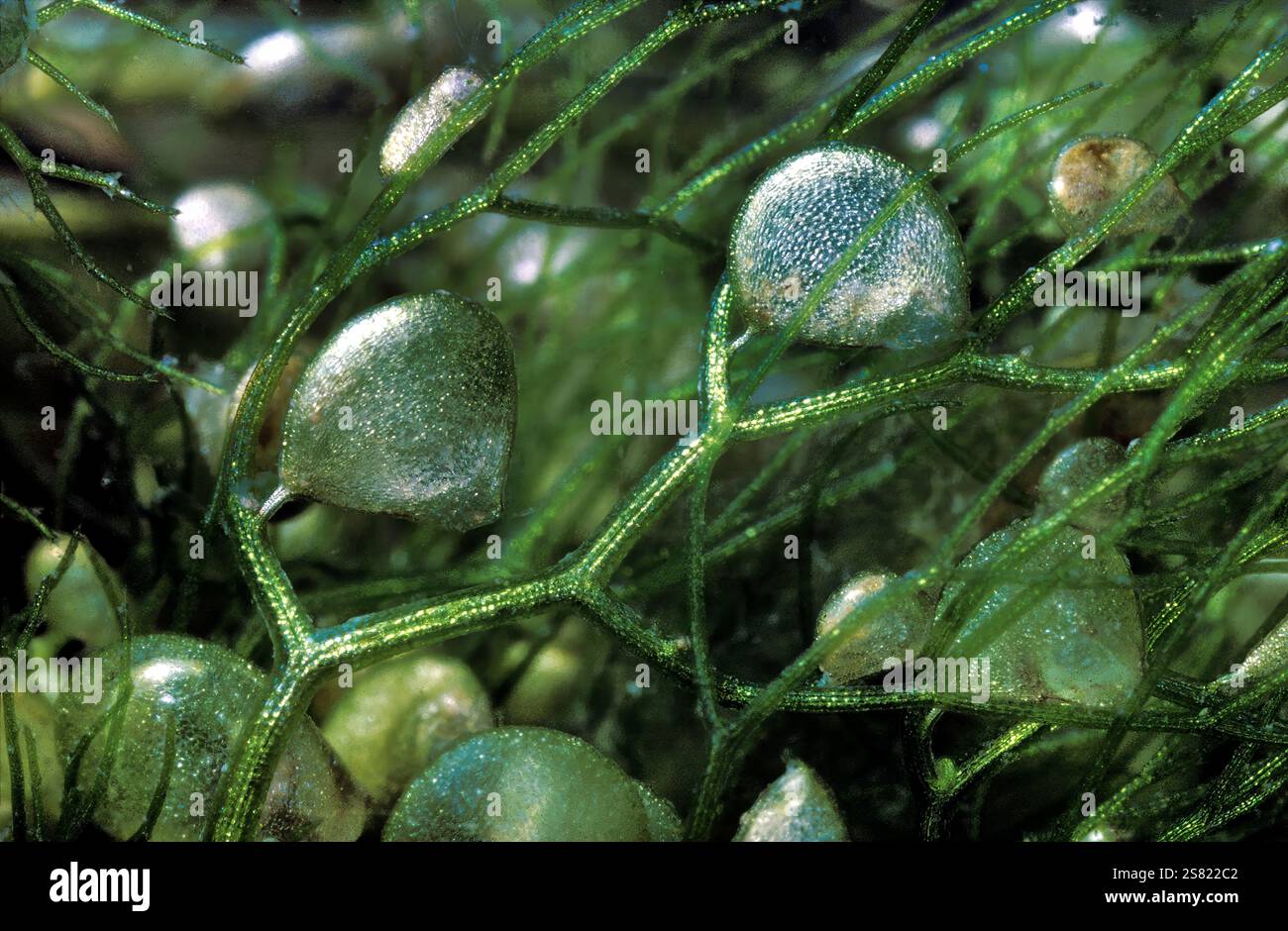 Underwater view of Utricularia vulgaris, commonly known as the Greater ...