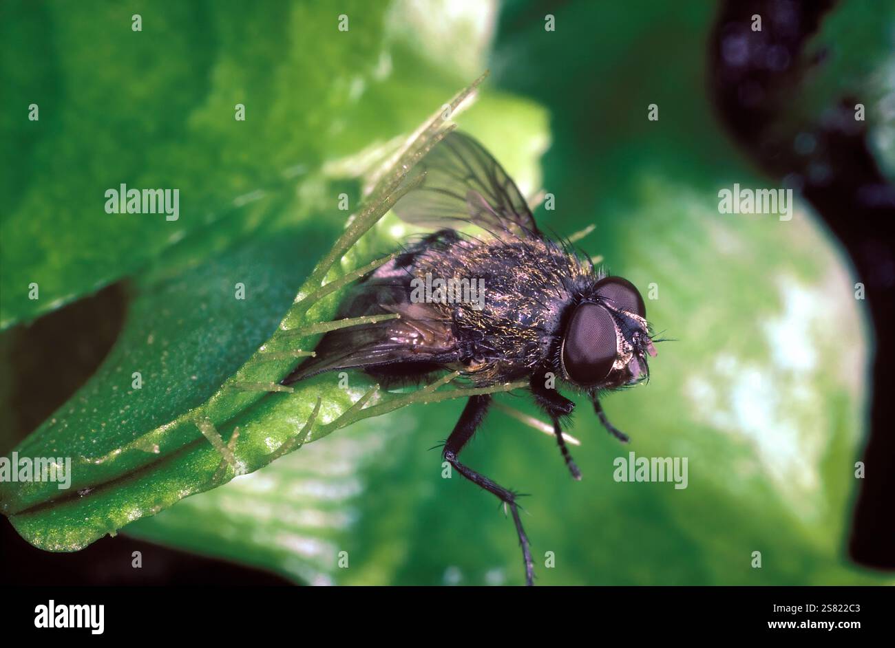 A fly trapped within the lobes of a Venus flytrap (Dionaea muscipula ...
