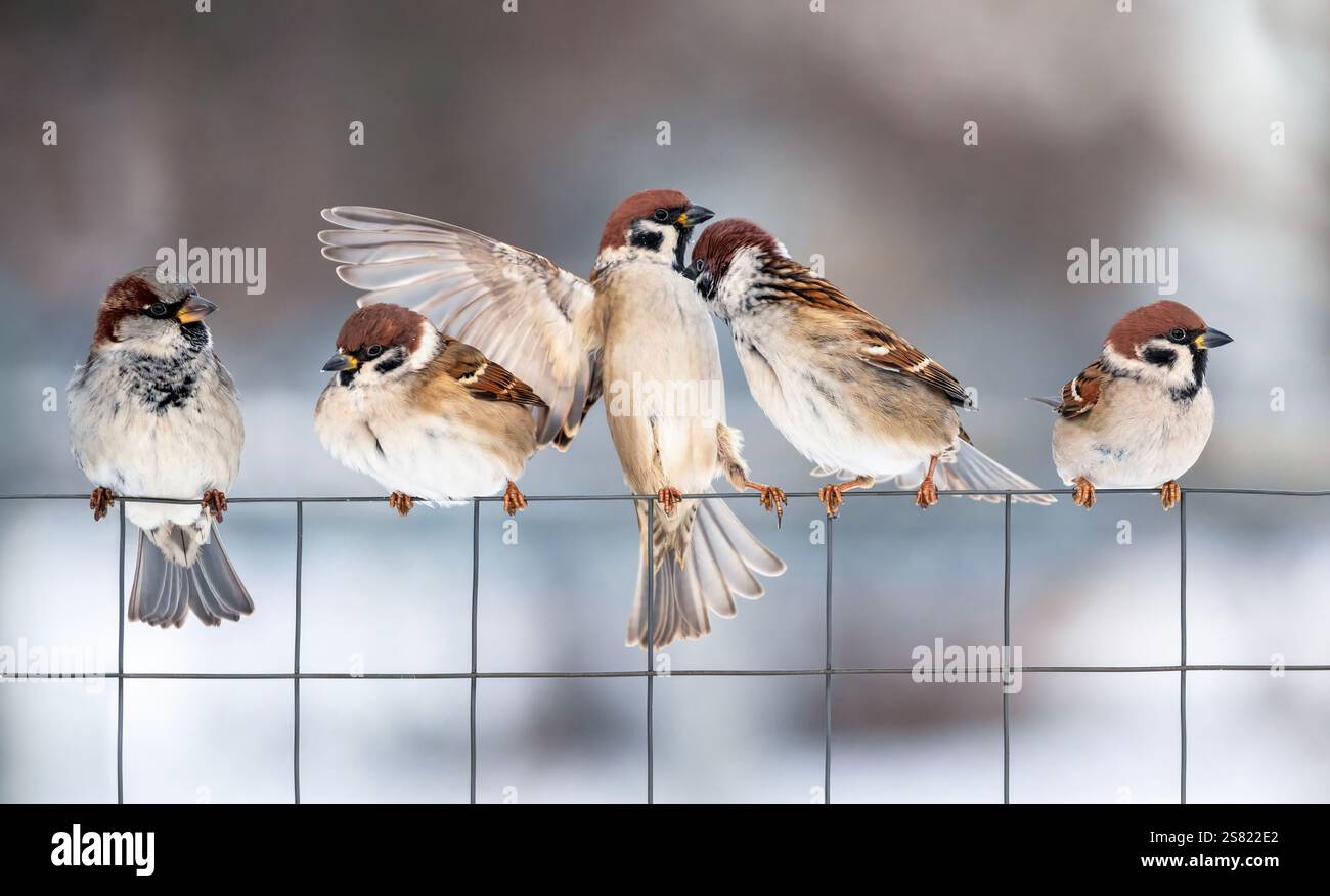 group of funny birds sparrows sitting on a chain-link fence in a winter ...