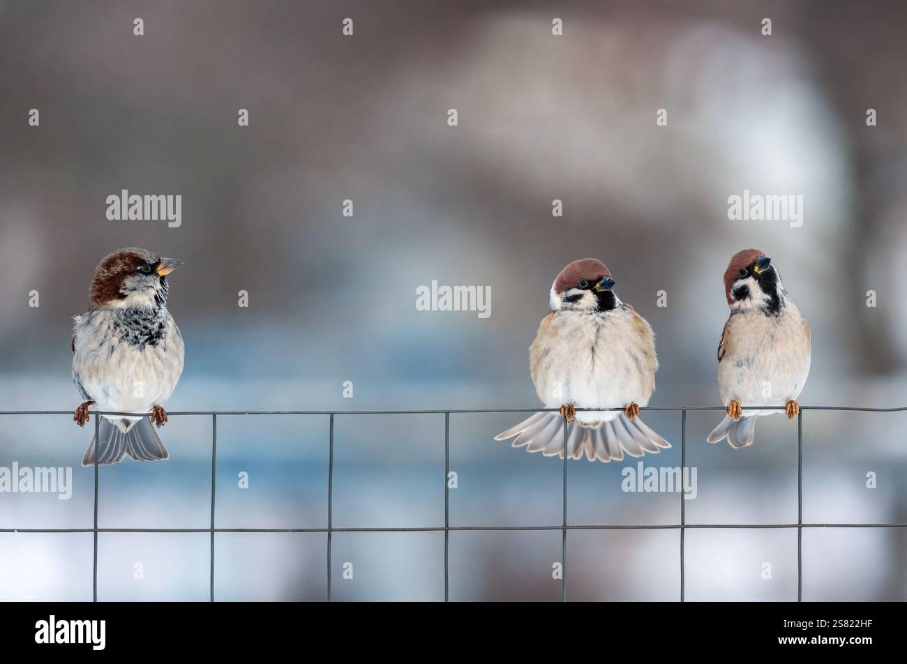 three funny birds sparrows sitting on a chain link fence in a winter ...