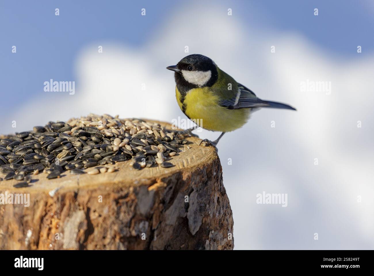 Little bird feeding on a bird feeder with sunflower seeds. Great tit ...