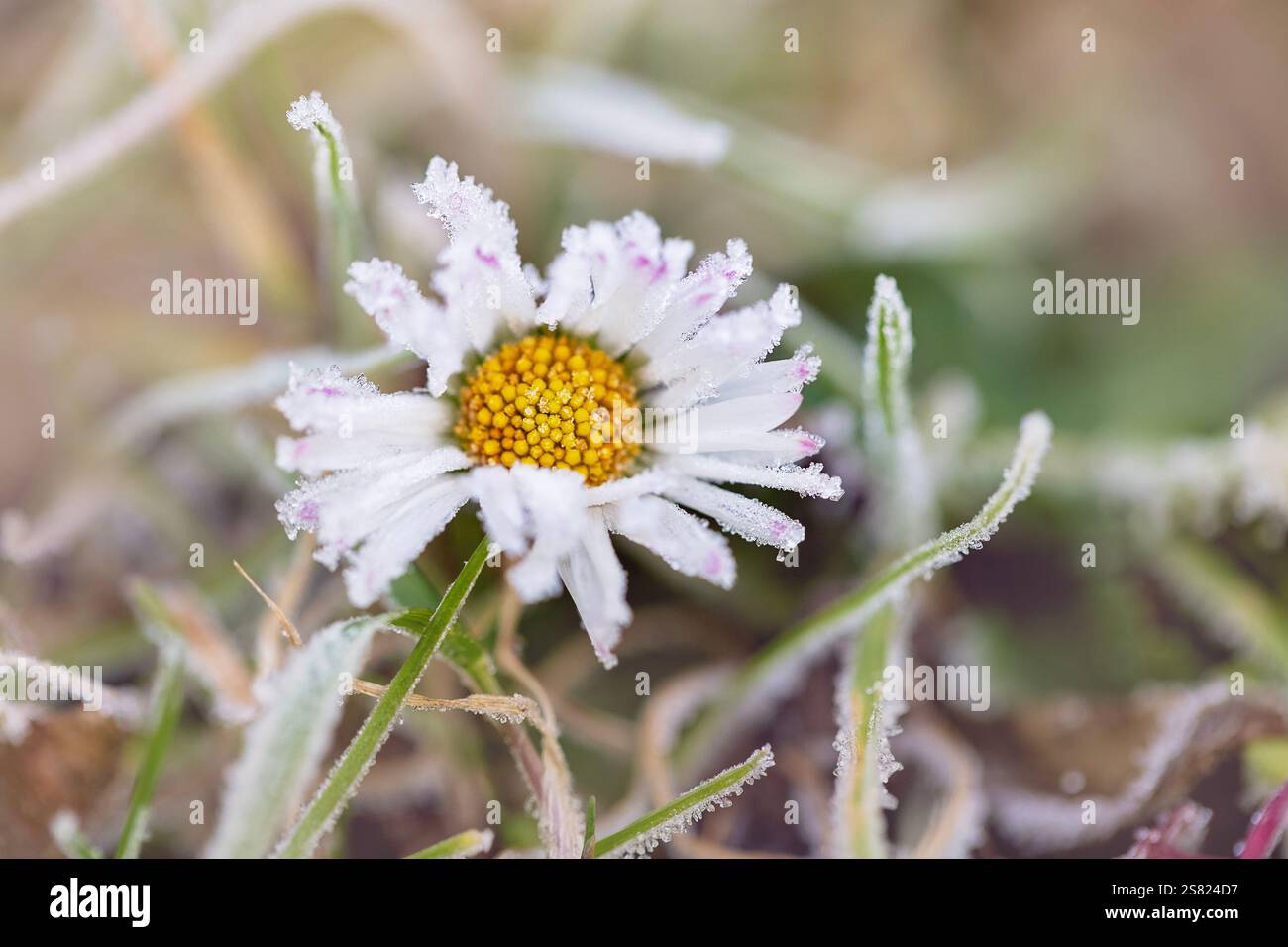 Delicate flowers herbs foliage hi-res stock photography and images - Alamy