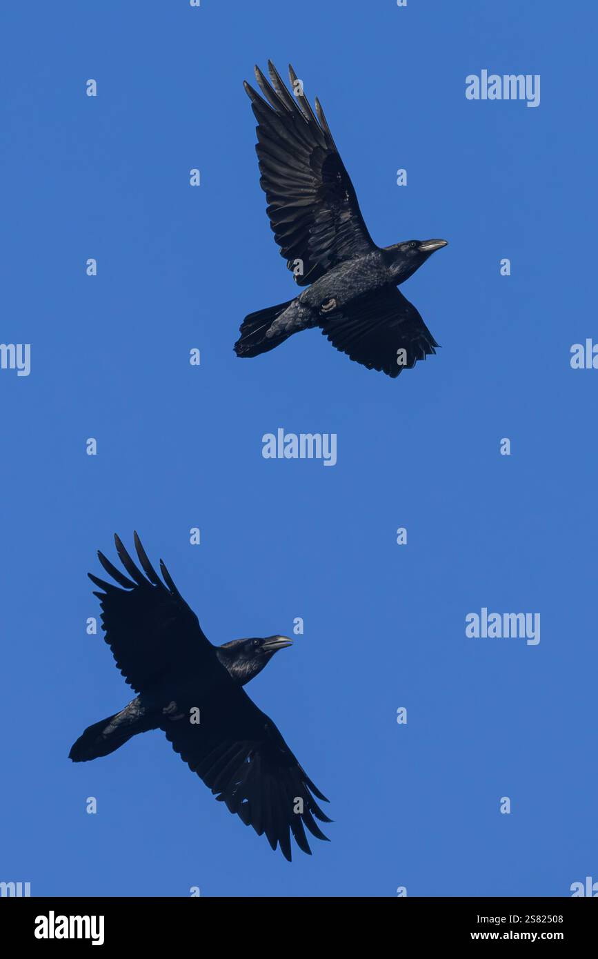 Mallnow, Germany. 19th Jan, 2025. Two common ravens (Corvus corax) fly ...