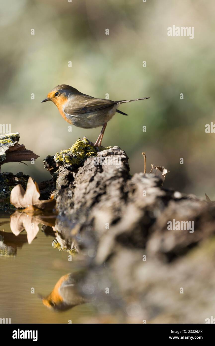 Wild Robin reflections Stock Photo - Alamy