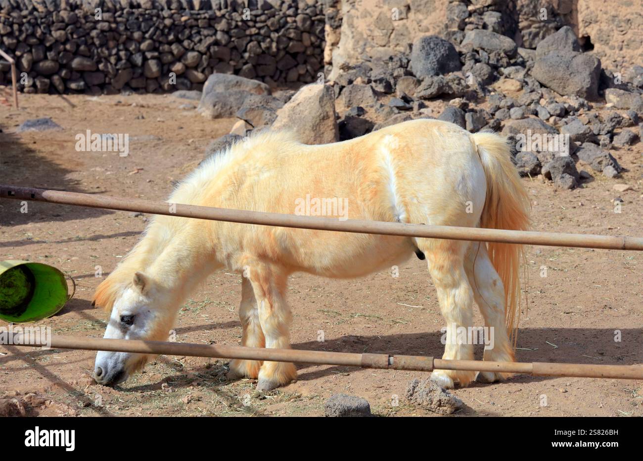 Small grey/white Shetland-type pony in a paddock, Fuerteventura. Taken ...