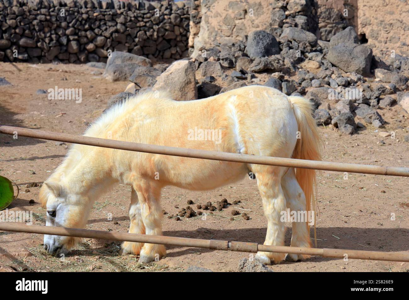 Small grey/white Shetland-type pony in a paddock, Fuerteventura. Taken ...